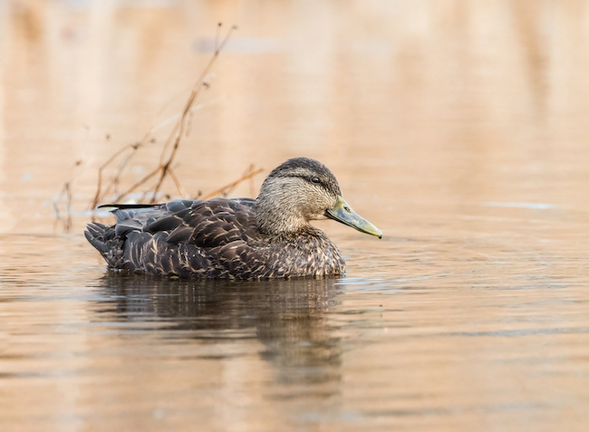 Puddle Duck Hunting – Talbot County Outfitters