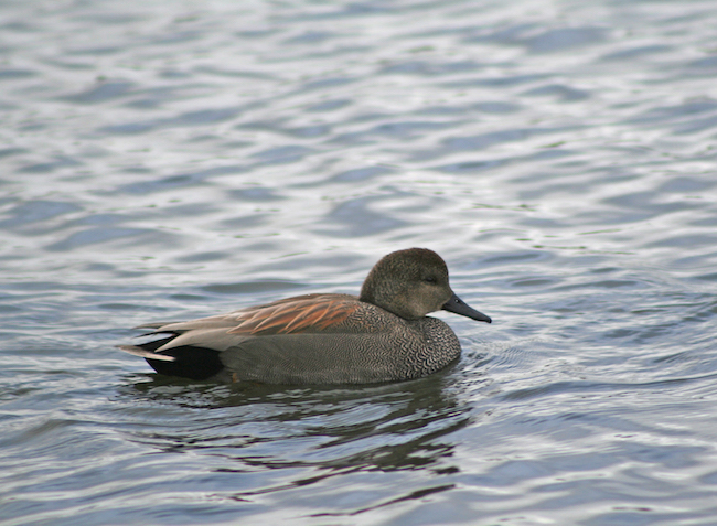 Puddle Duck Hunting – Talbot County Outfitters