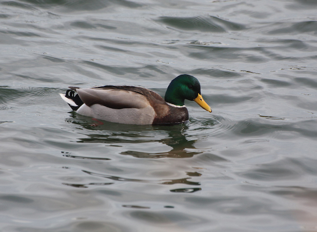 Puddle Duck Hunting – Talbot County Outfitters