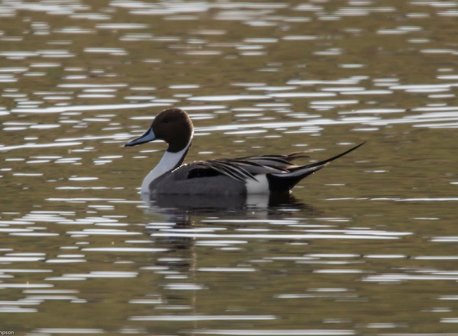 Puddle Duck Hunting – Talbot County Outfitters
