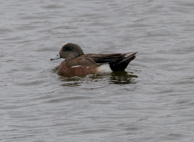 Puddle Duck Hunting – Talbot County Outfitters